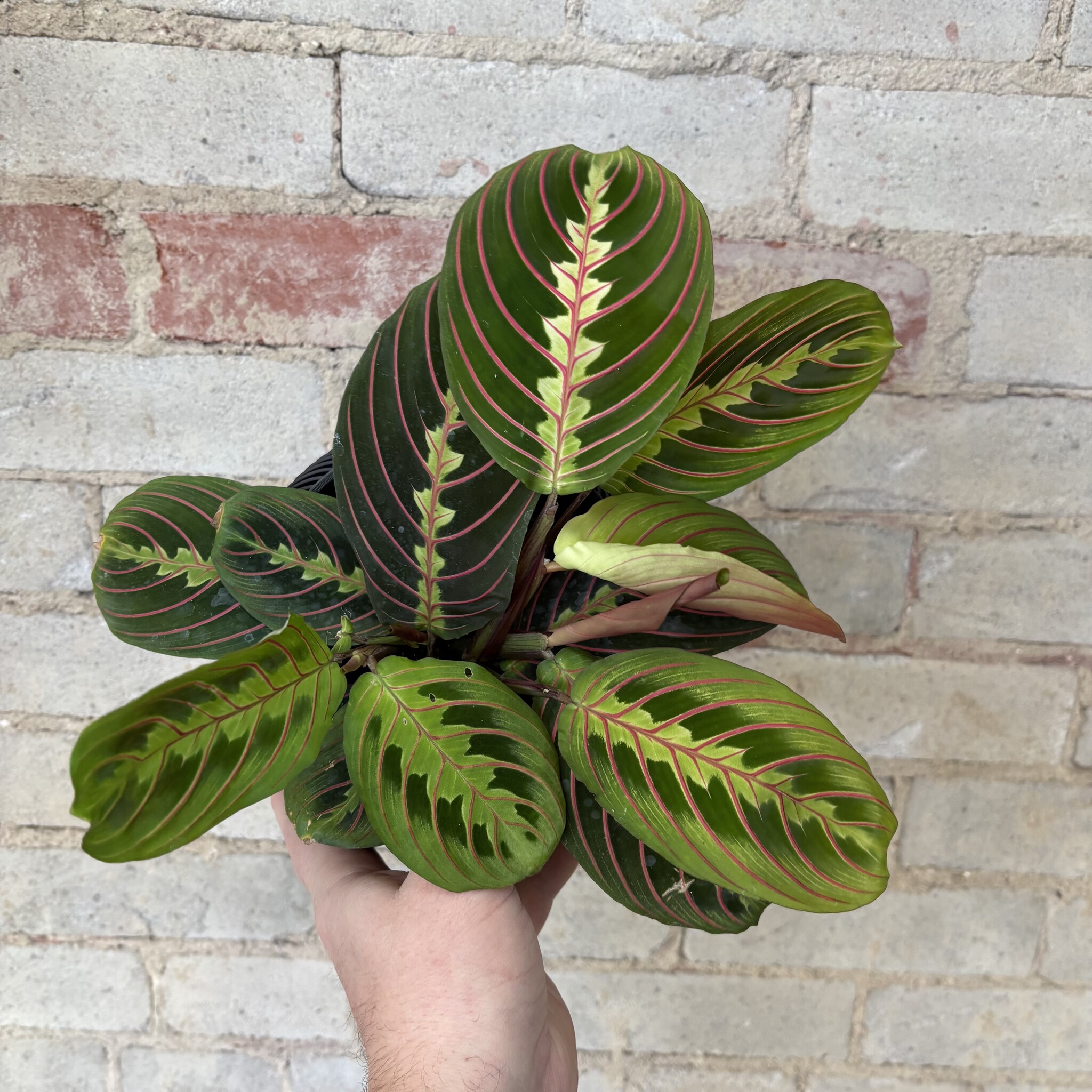 Plants: Red Maranta 5" - Urban Gardener