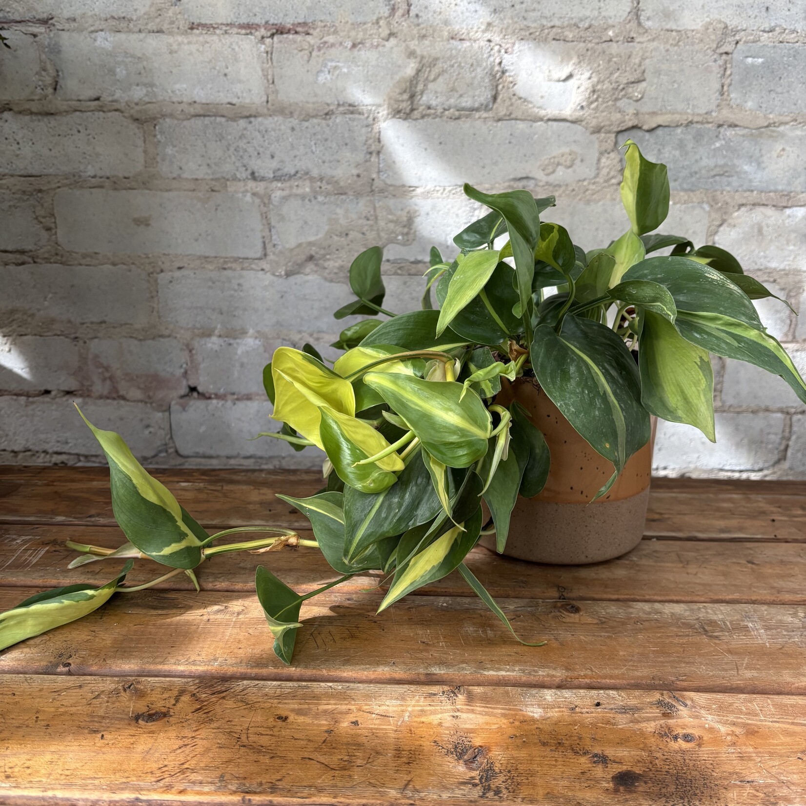 Philodendron Brazil 5" - Urban Gardener