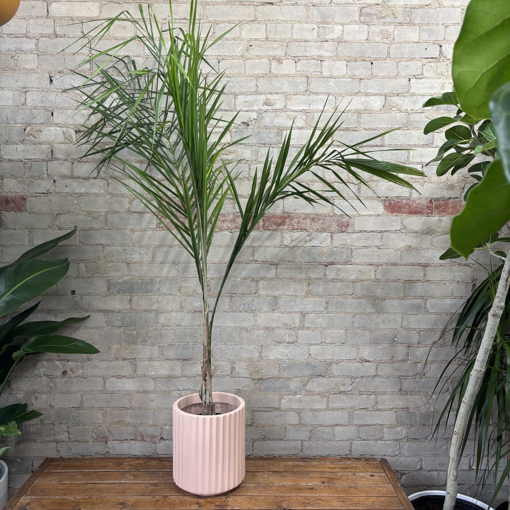 Queen Palm 10" - Urban Gardener