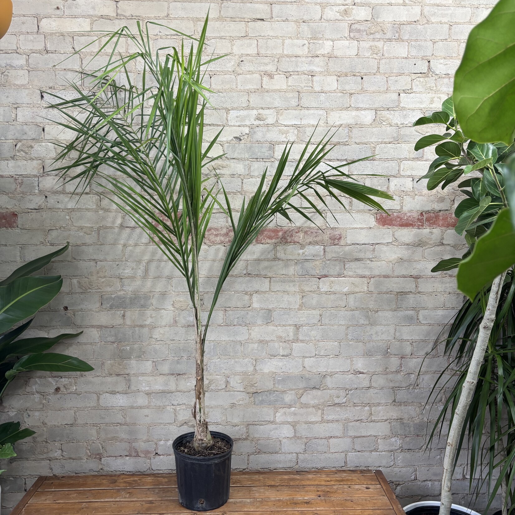 Queen Palm 10" - Urban Gardener