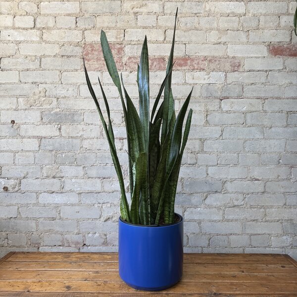 Easy Care Sansevieria (Snake Plant) and ZZ Plants Toronto - Urban Gardener