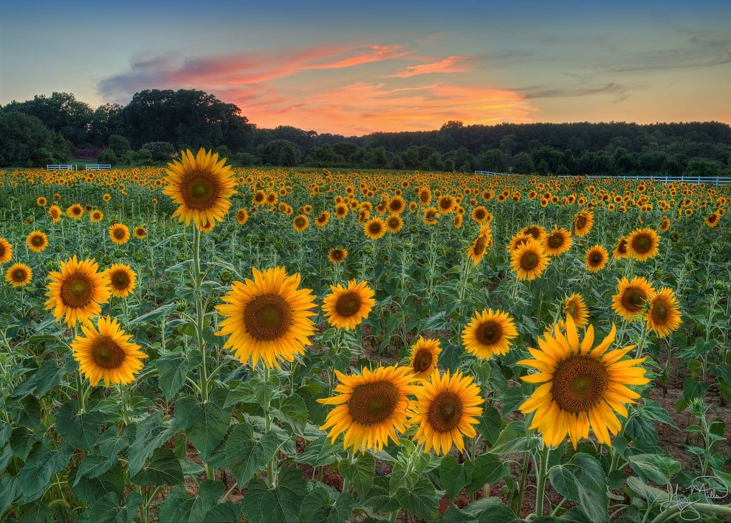 "Sunflower Sunset" - Silver Bonsai Gallery