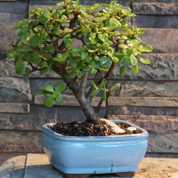 Catalog - Silver Bonsai Gallery