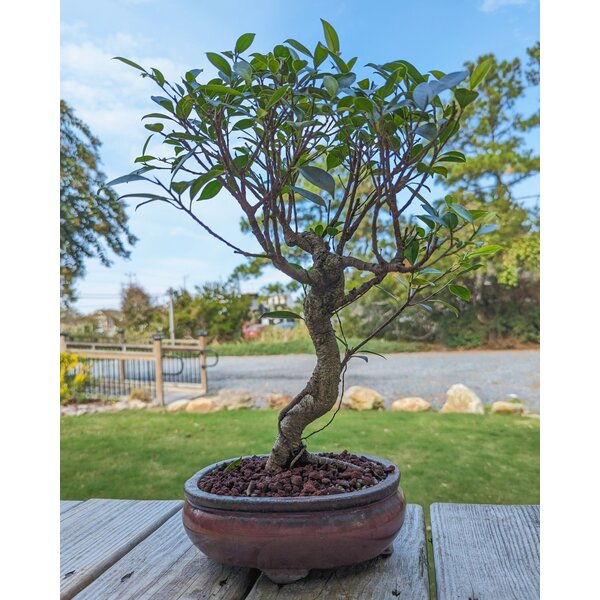 Indoor Bonsai Trees for Sale | Silver Bonsai Gallery - Silver Bonsai ...