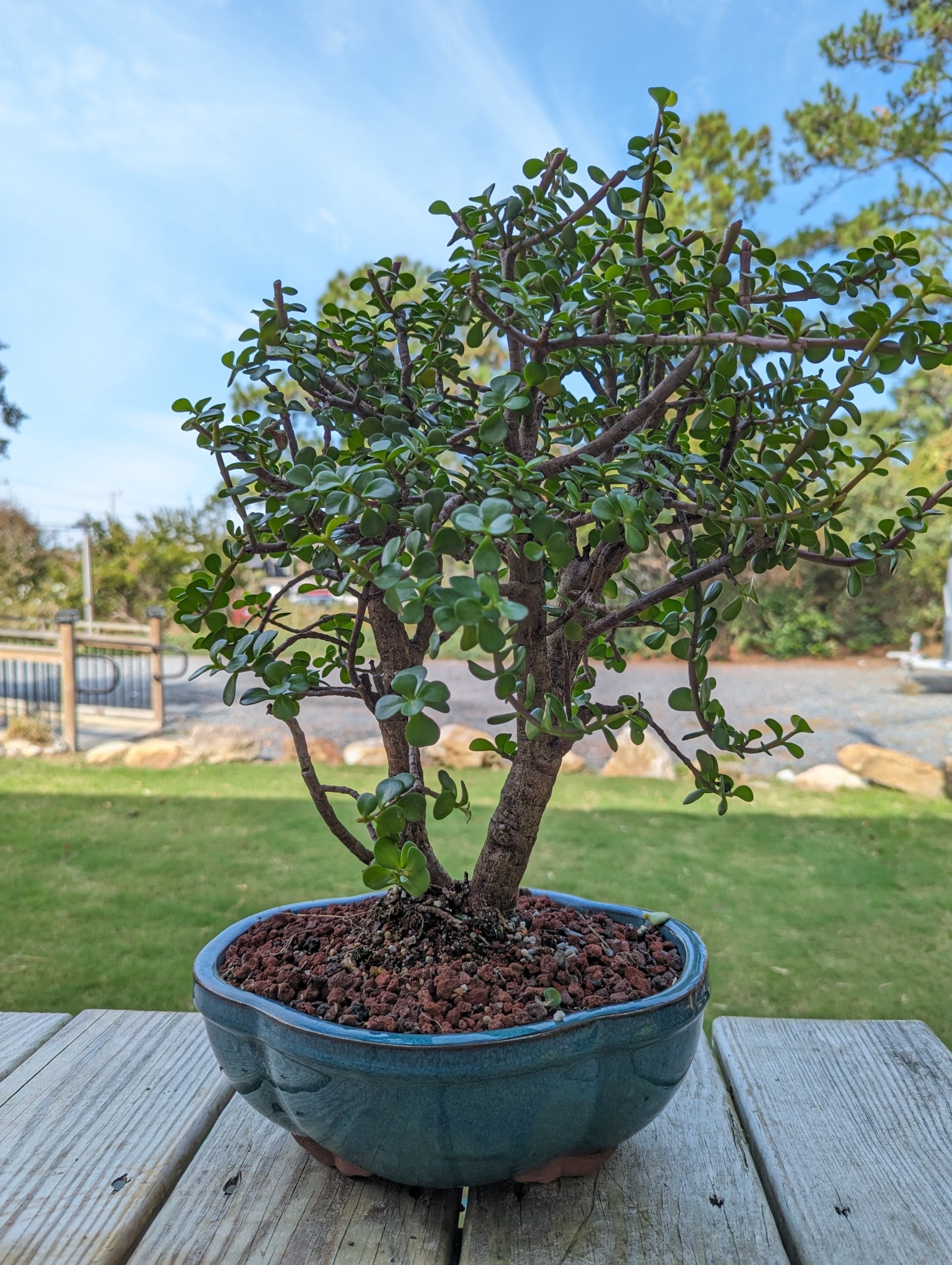 Dwarf Jade Bonsai, 6" Pot - Silver Bonsai Gallery