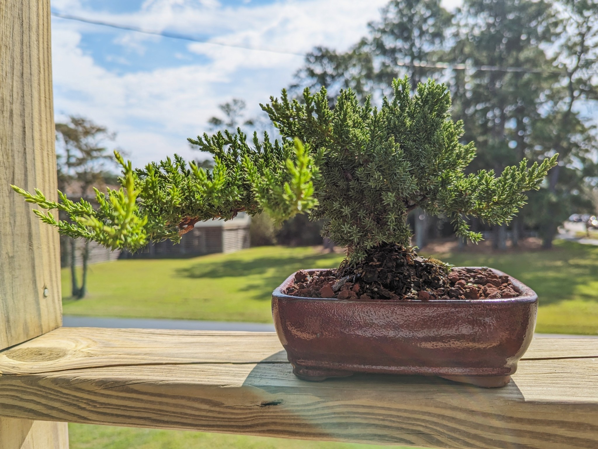Juniper Bonsai, 7" Pot - Silver Bonsai Gallery