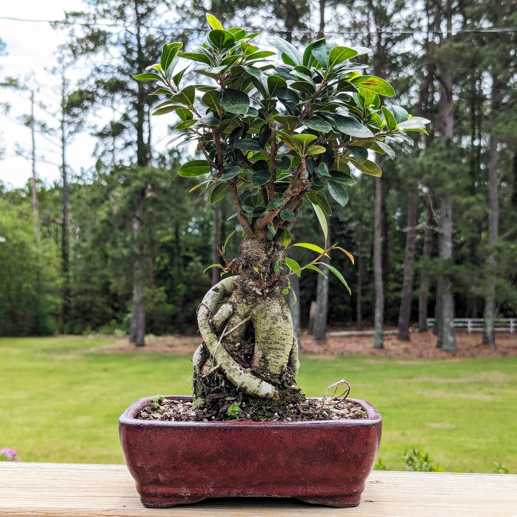 Ficus Ginseng Bonsai