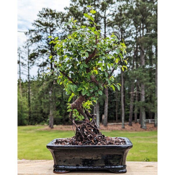 Indoor Trees - Silver Bonsai Gallery
