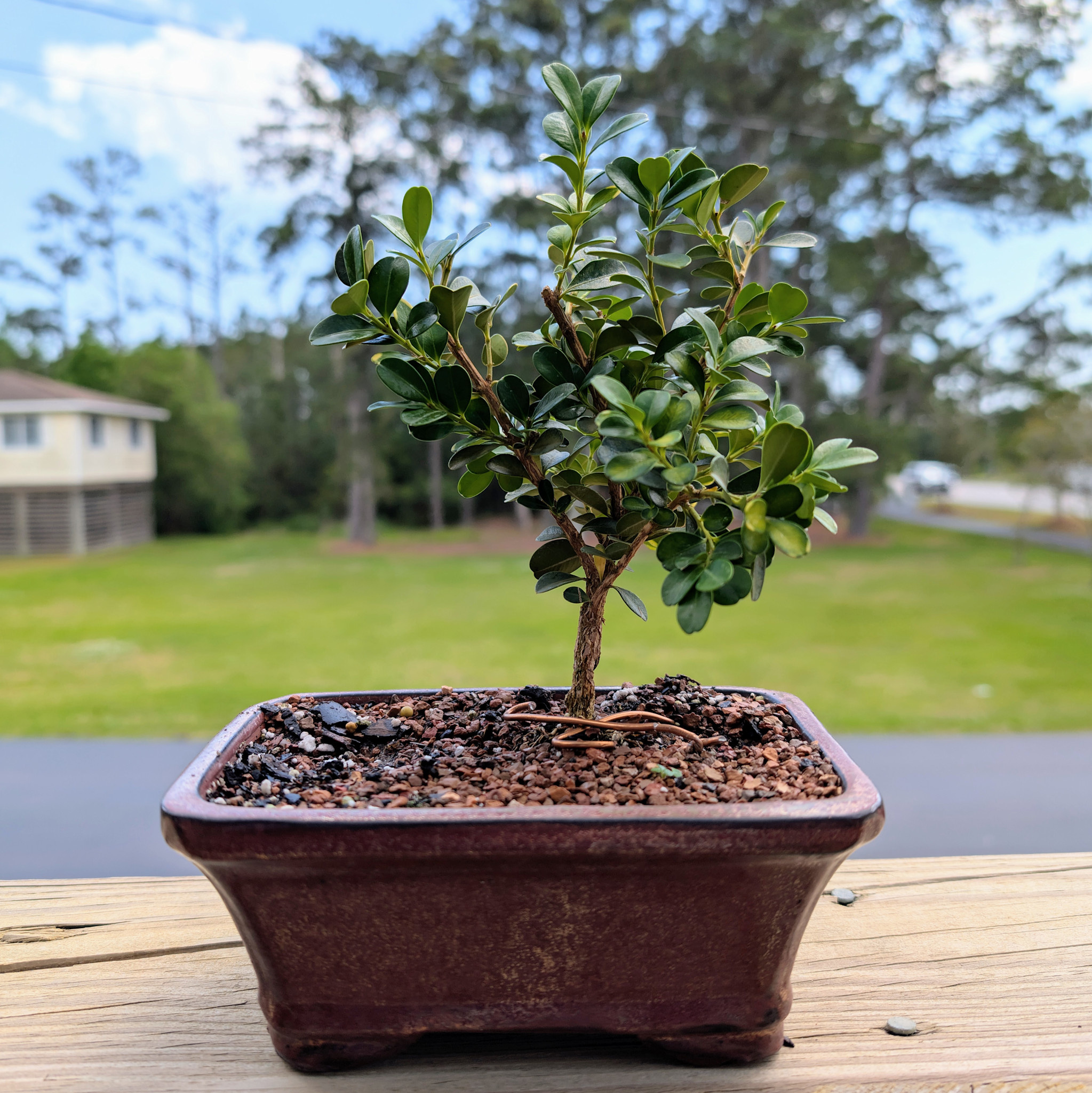 Boxwood Bonsai, 6" Pot - Silver Bonsai Gallery