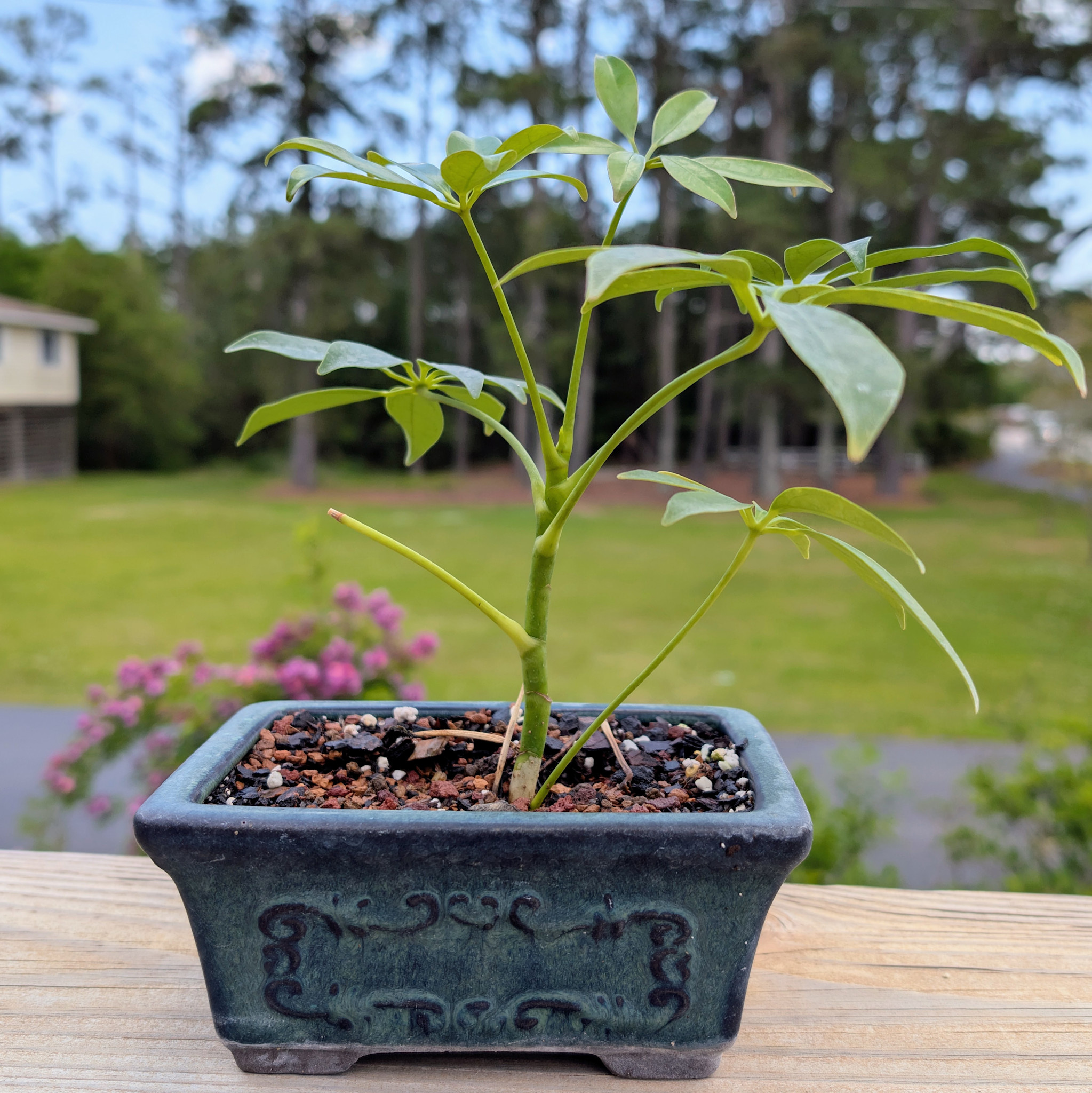 Young Schefflera Bonsai, 6" Pot - Silver Bonsai Gallery