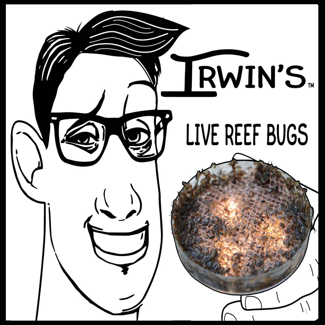 Live Reef Bugs - Irwins Bugs LLC