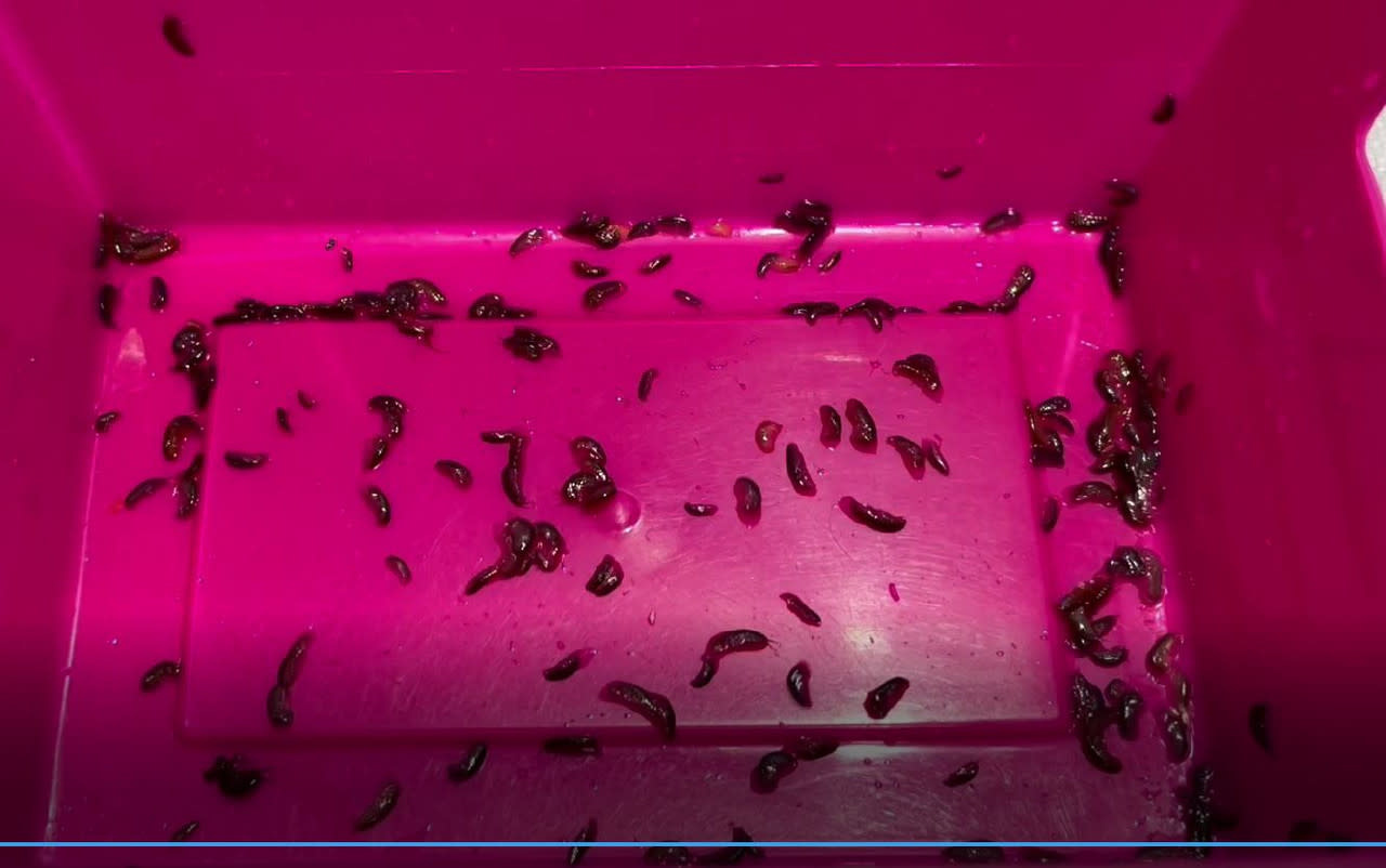 Live Reef Bugs - Irwins Bugs LLC