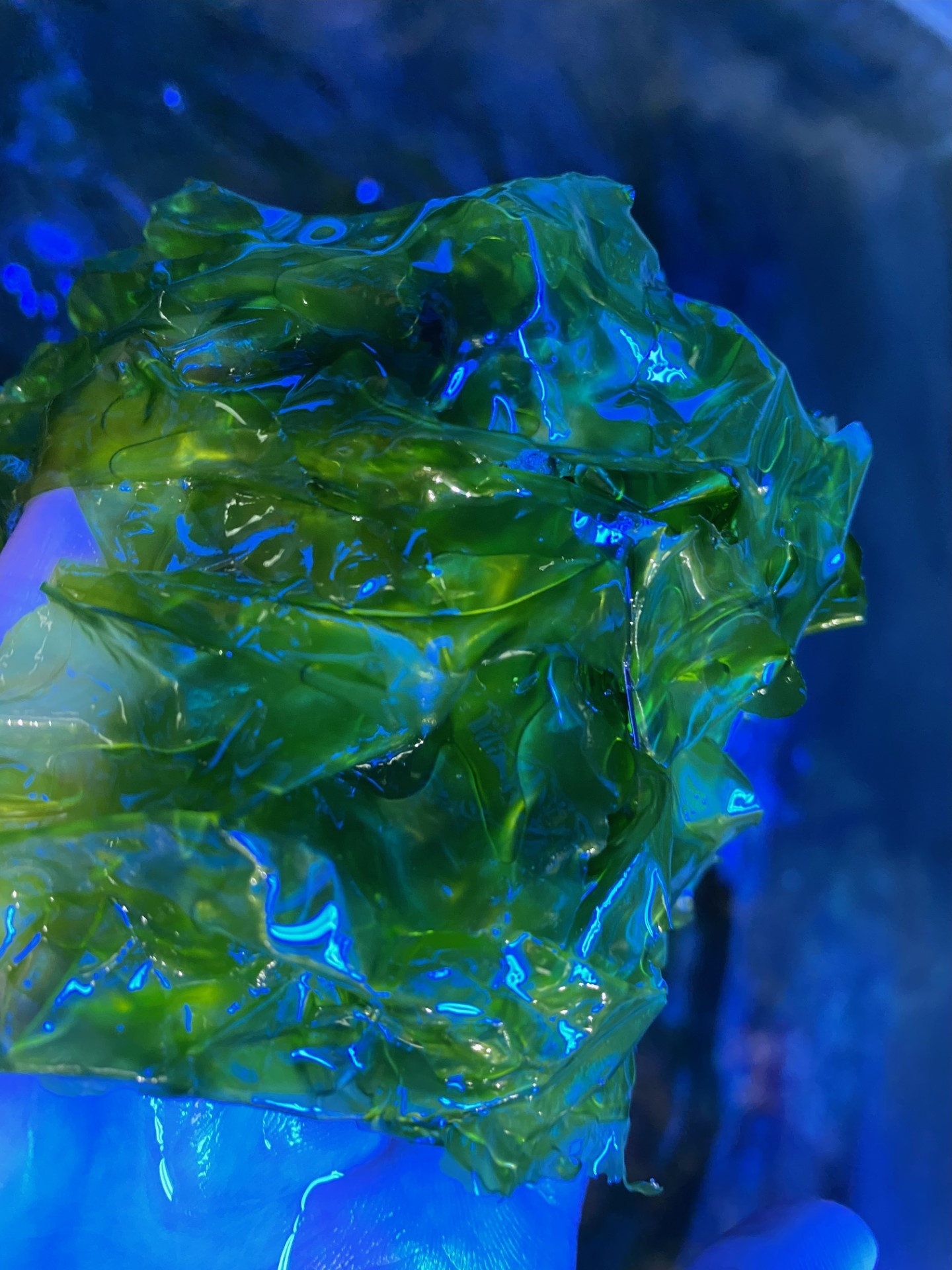 Ulva - Sea Lettuce - Irwins Bugs LLC