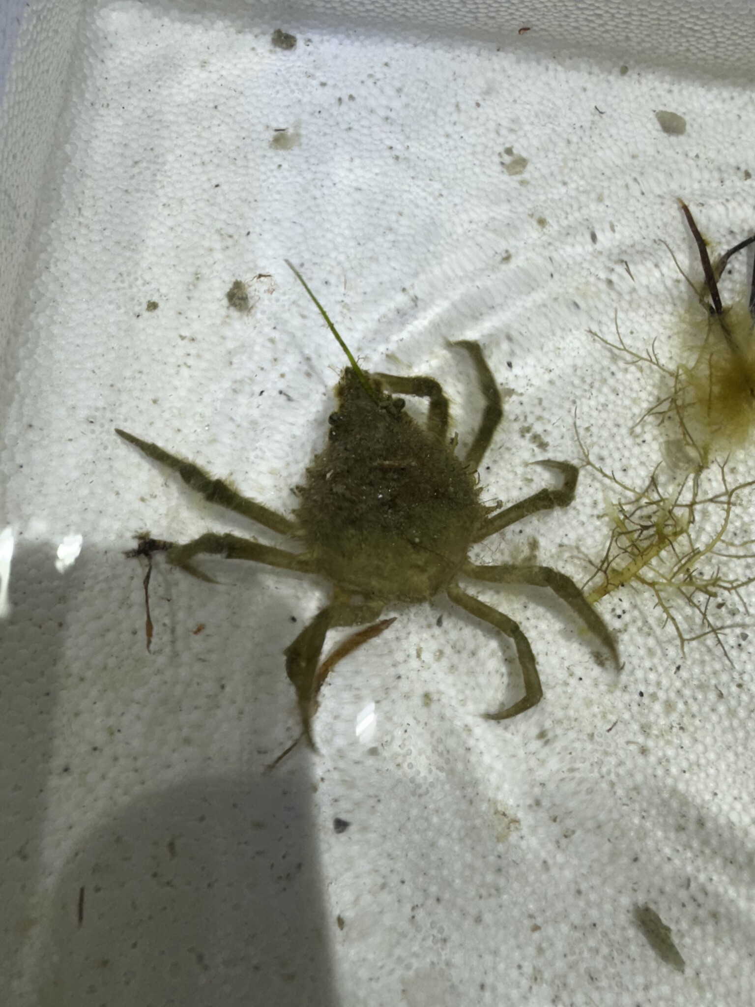 Portly Spider Crab - Irwins Bugs LLC