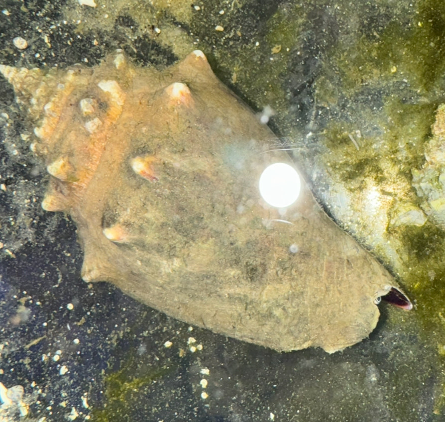 Large Fighting Conch - Irwins Bugs LLC