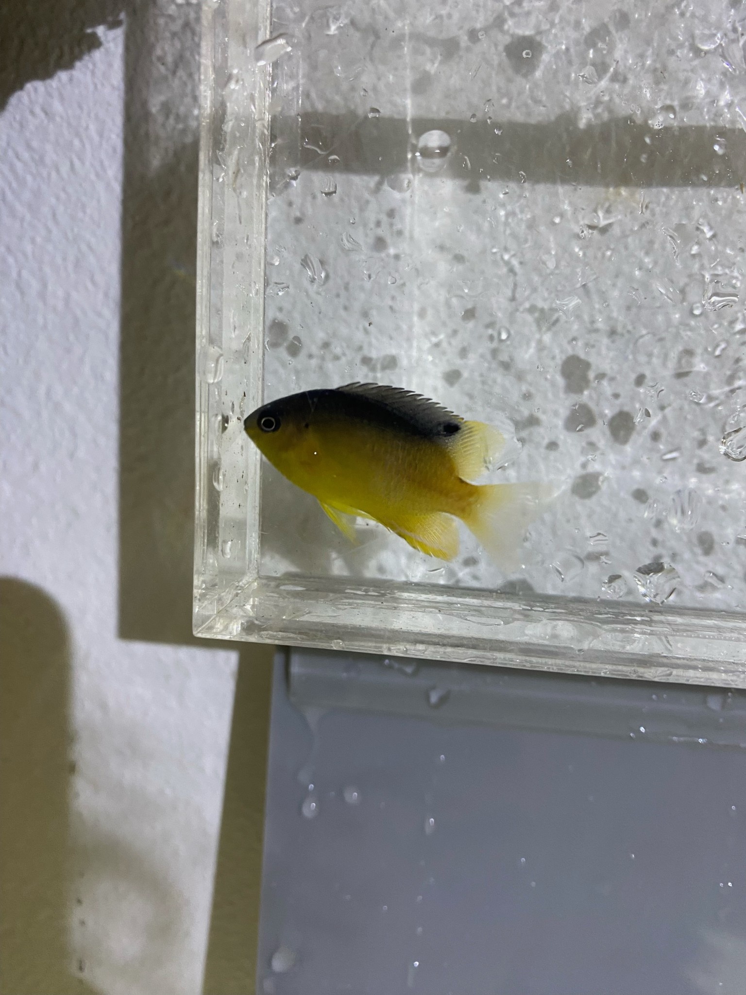 Honey Damselfish - Irwins Bugs LLC