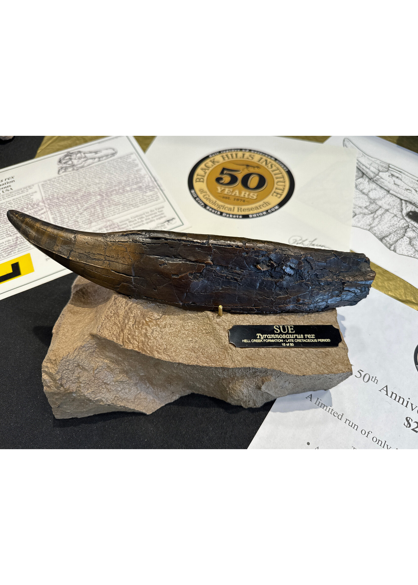 SUE Tyrannosaurus rex Bronze Tooth w/Base - Fossil Replica - Replicas ...