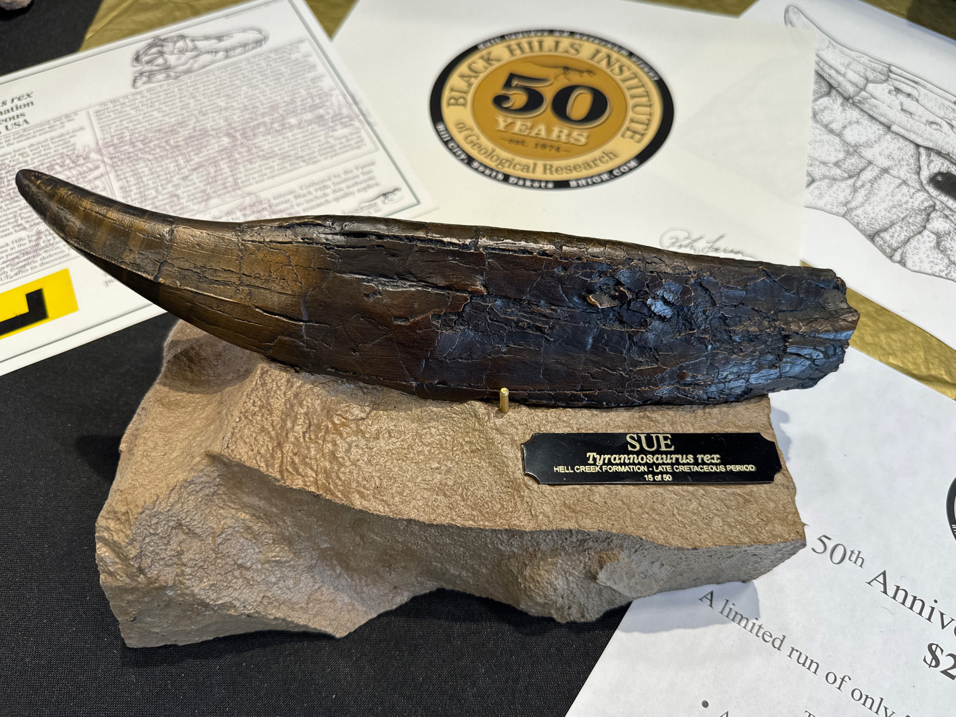 SUE Tyrannosaurus rex Bronze Tooth w/Base - Fossil Replica - Replicas ...