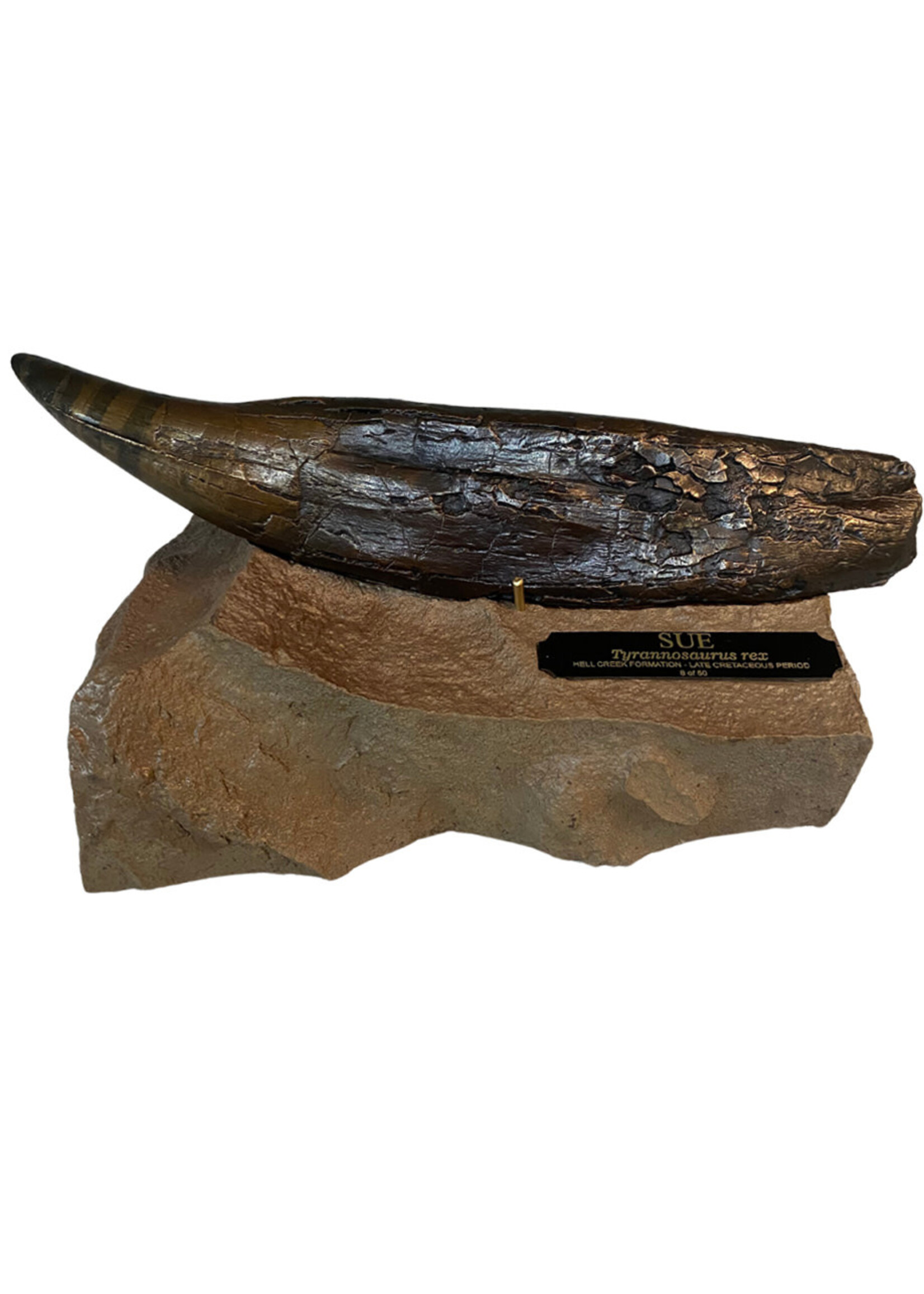 SUE Tyrannosaurus rex Bronze Tooth w/Base - Fossil Replica - Replicas ...