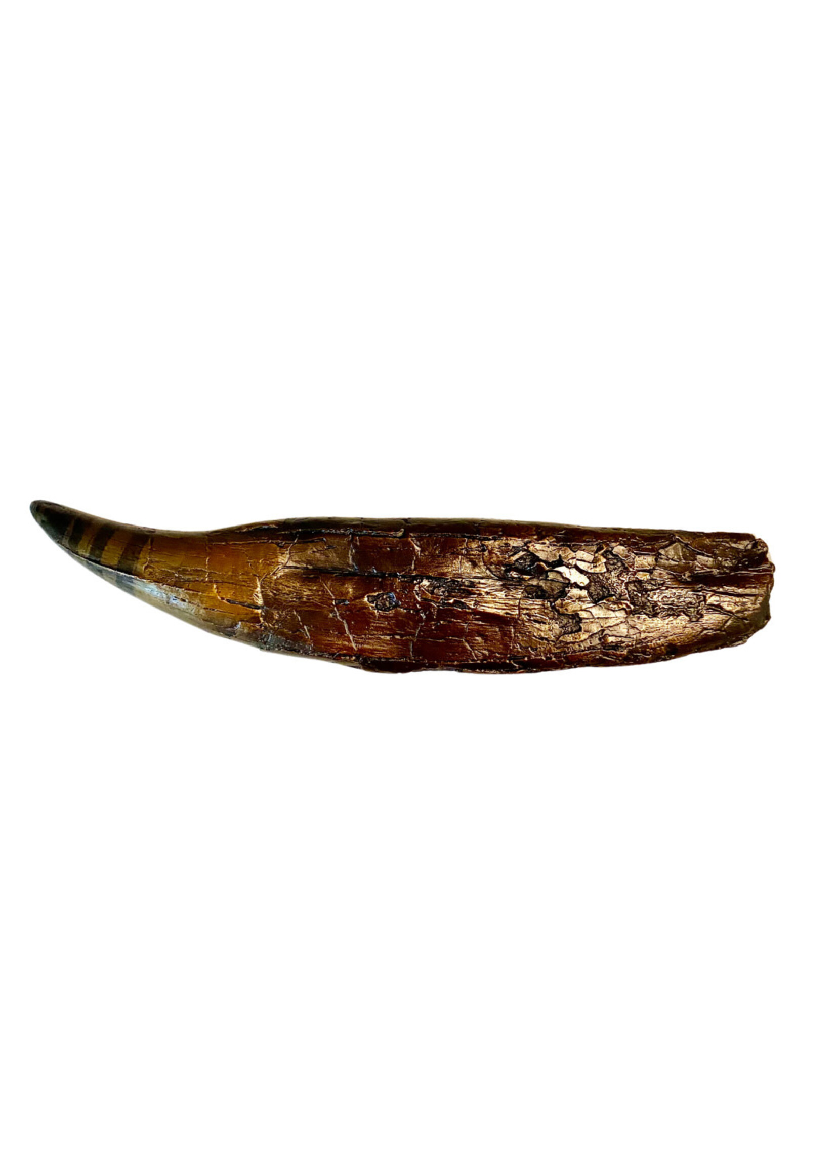 SUE Tyrannosaurus rex Bronze Tooth w/Base - Fossil Replica - Replicas ...