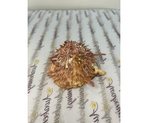 Spondylus Shell Pair - Awakenings of Norfolk