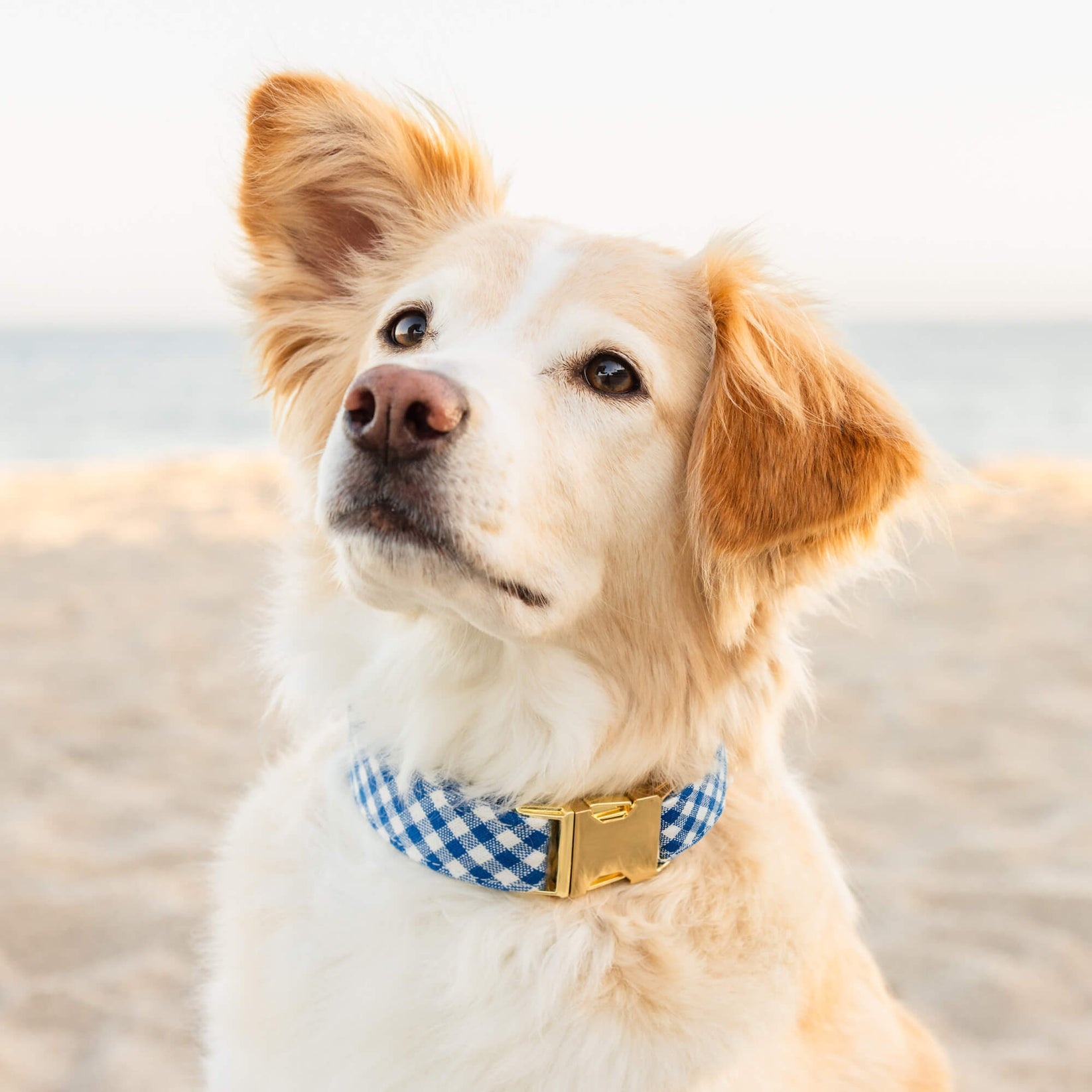 The Foggy Dog Summer Dog Collars - The Country Store on Main