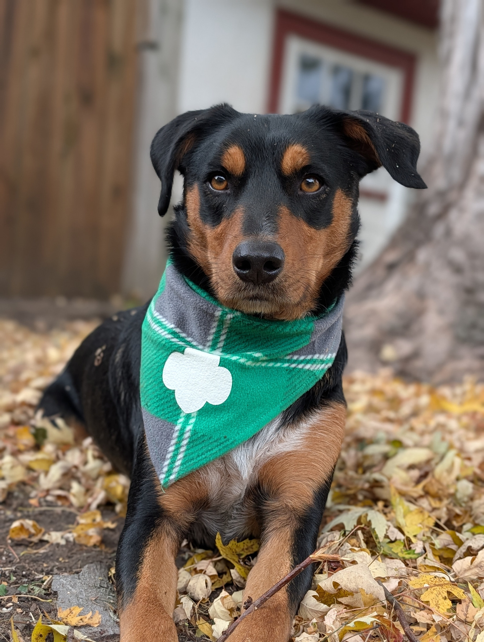 Classic Pet Bandana - Girl Scouts of Wisconsin-Badgerland